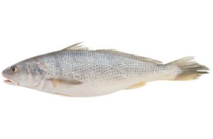 Croaker Mushka Fish In Karachi + Free Home Delivery