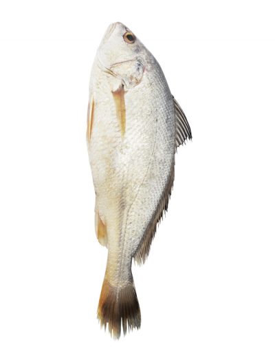 Croaker Mushka Fish In Karachi + Free Home Delivery