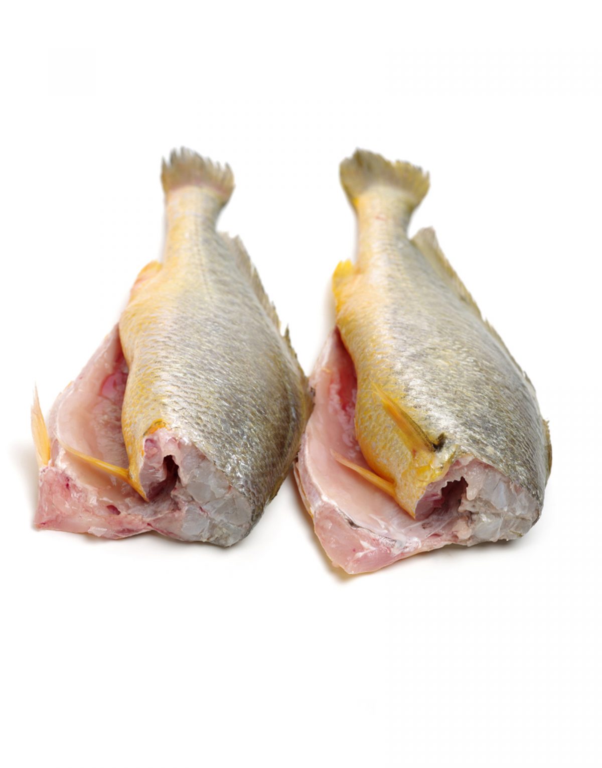 Croaker Mushka Fish In Karachi + Free Home Delivery