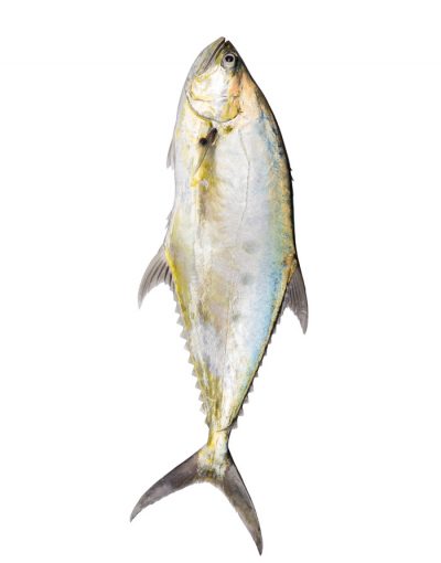 Mahi Mahi (Ambrose) Fish in Karachi, Pakistan With Free Shipping in 3 KG