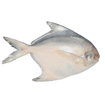 White Pomfret (Safaid Paplet) Fish in Karachi With Free Shipping
