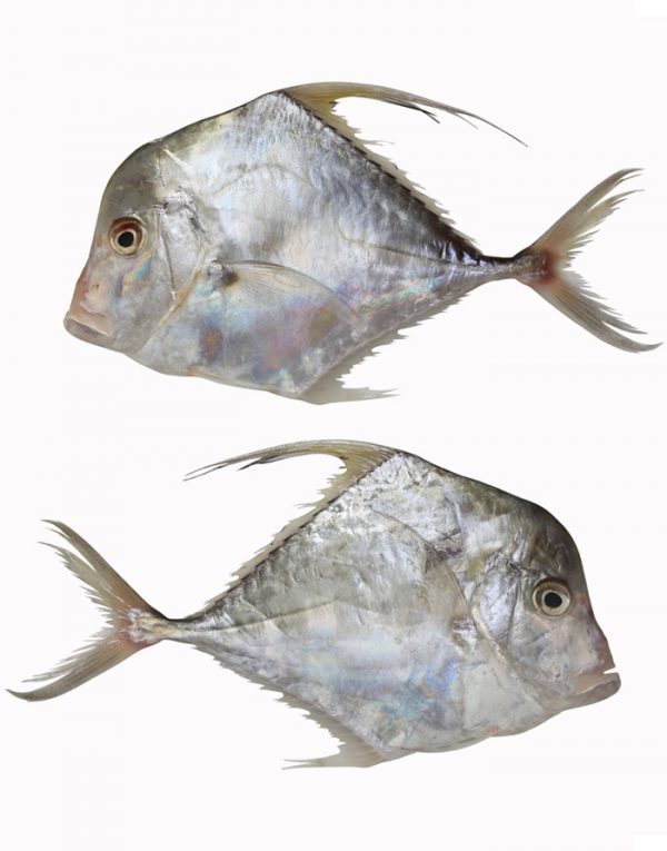 Buy Fresh Pattal Fish - Diamond Trevally Fish in Karachi, Pakistan.