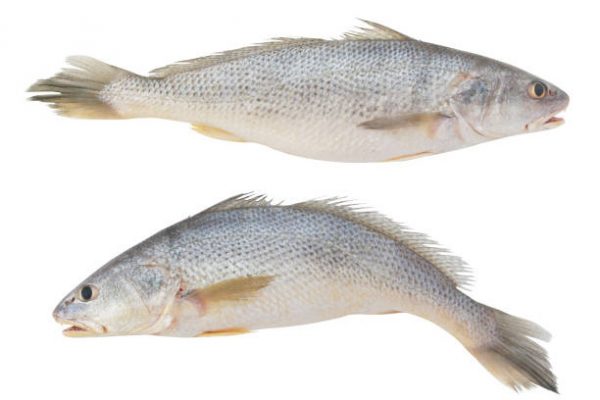 Top Grade 10 Best Sea Fishes In Karachi, Pakistan.