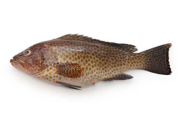 Top Grade 10 Best Sea Fishes In Karachi, Pakistan.