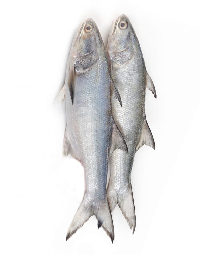 Indian Salmon - Rawas / Ramas Fish In Karachi, Pakistan.