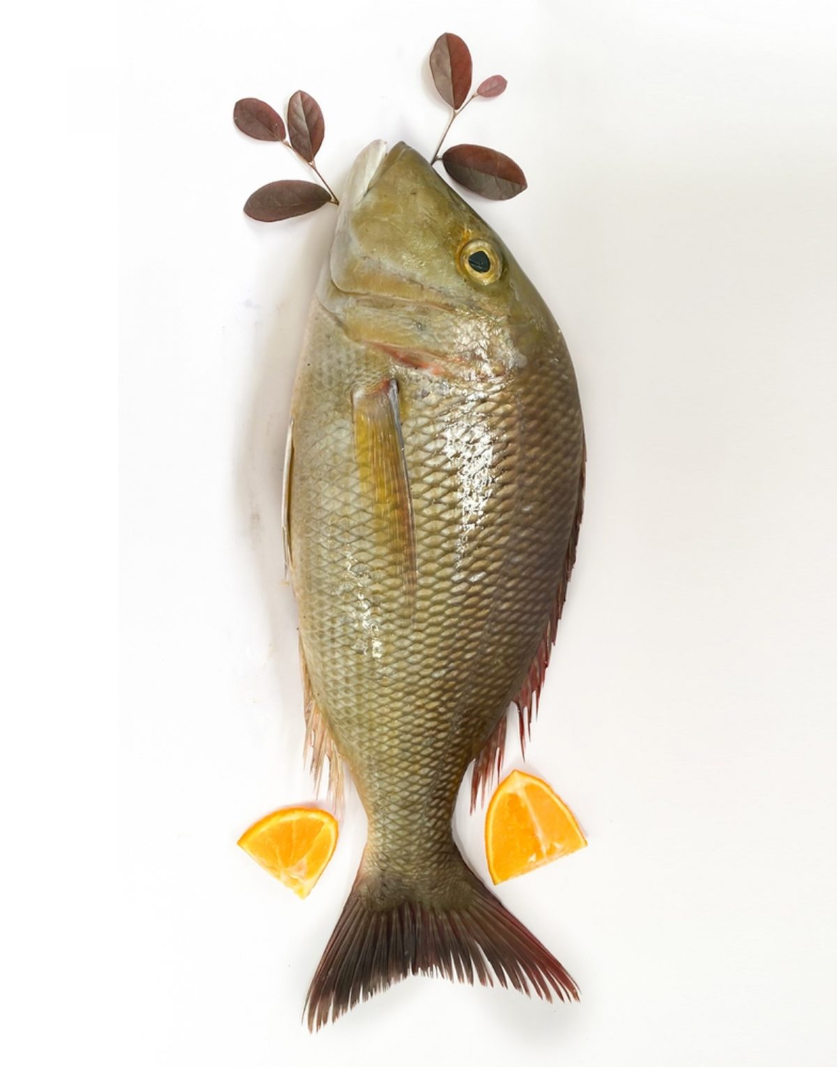 Mulla Fish - Emperor In Karachi, Pakistan + Free Shipping