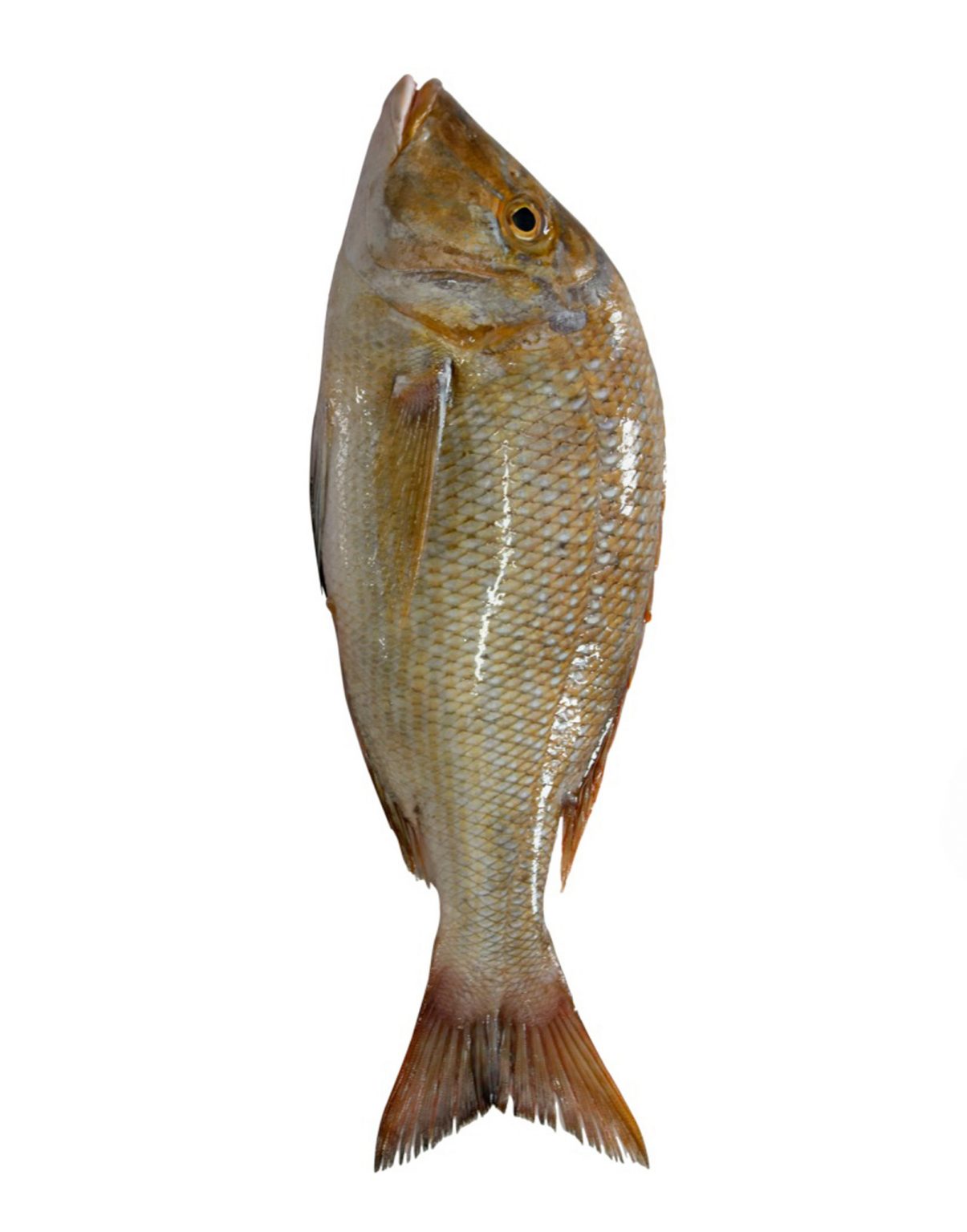 Buy Boneless Fish In Pakistan with Free Shipping In 2 KG In Karachi/