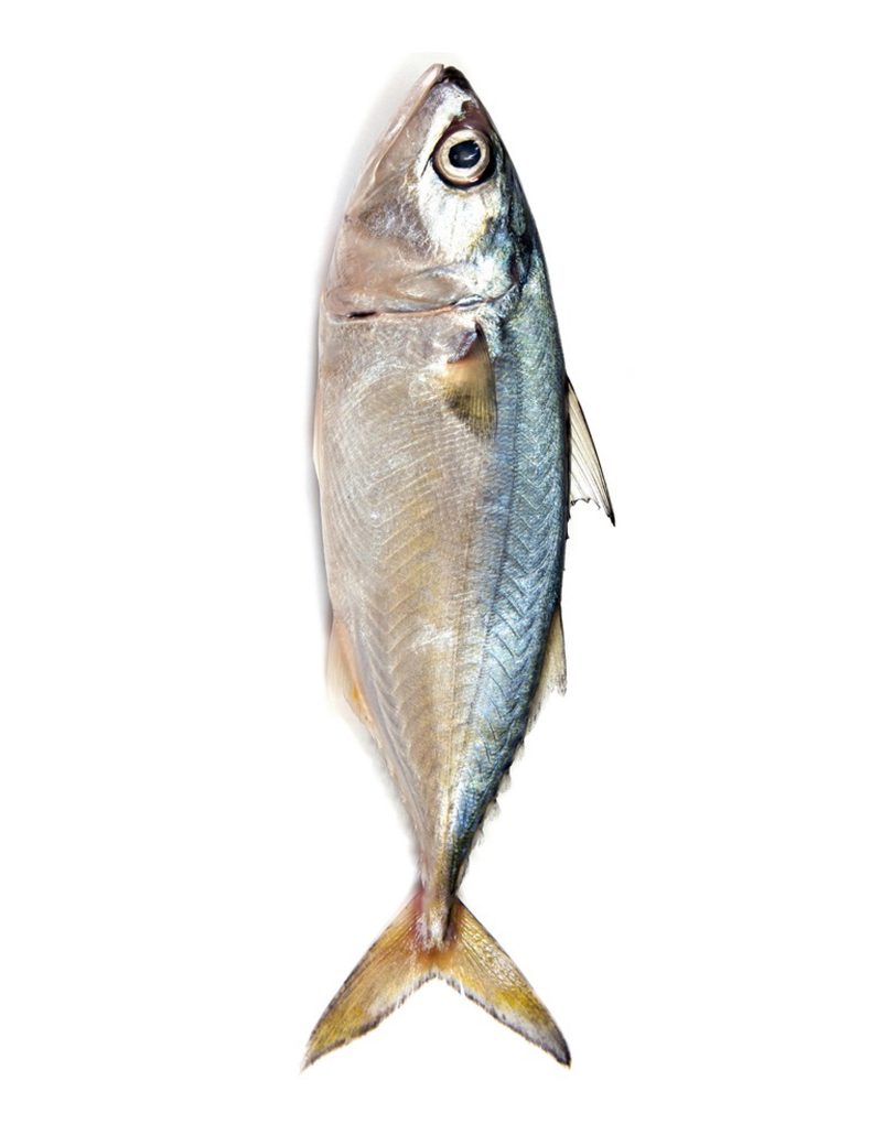 Kala Paplet - Black Pomfret in Karachi, Pakistan - Boneless & Slices